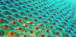 Layer by Layer: Understanding Your Skin’s Structure - Ask The Scientists