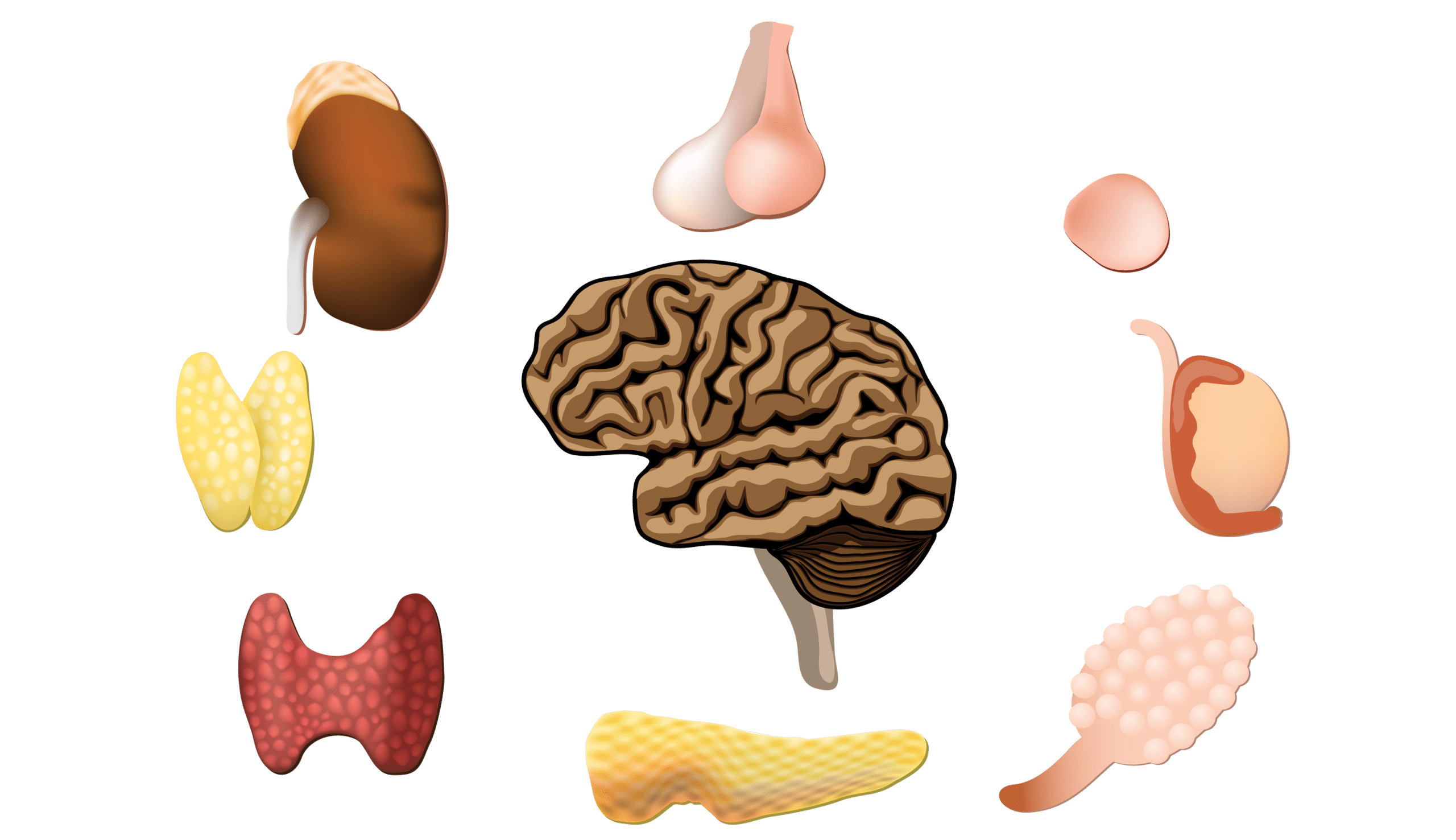 All About Hormones How They Function To Keep You Healthy Ask The