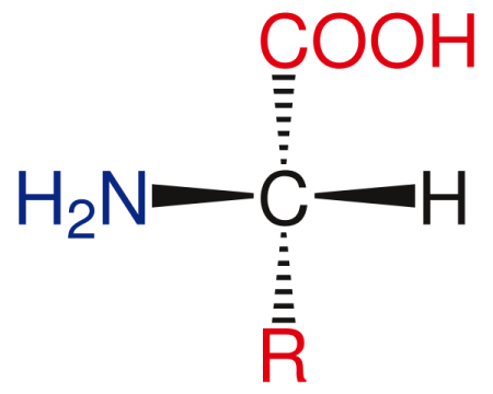 Approfondissez Vos Connaissances Des Protéines es Des Acides Aminés ...