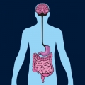 The Gut-Brain Axis: Connecting Your Brain and Microbiome - Ask The ...