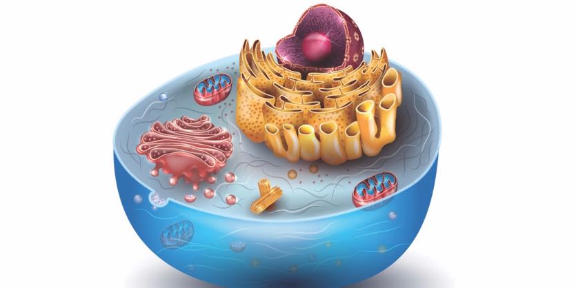 You, Me, and Everything: A Journey into Cell Anatomy - Ask The Scientists