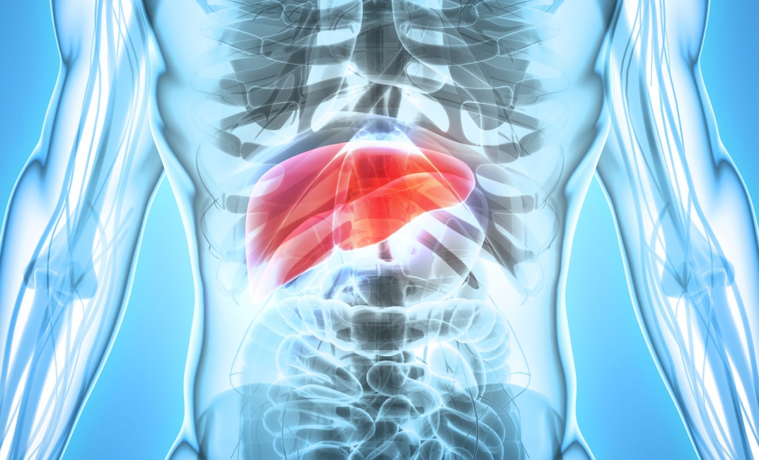 To Know It is to Love It—Facts About the Liver - Ask The Scientists