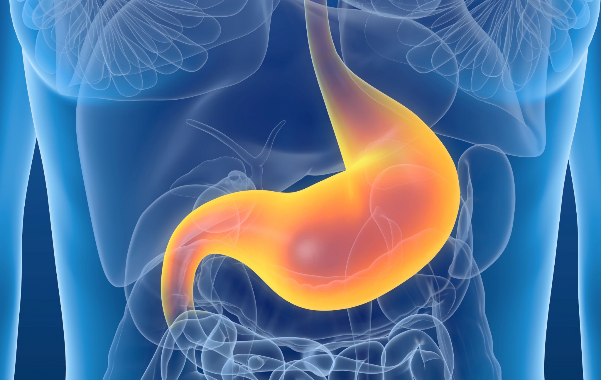Something To Digest How Your Stomach Functions Ask The Scientists Something To Digest How Your Stomach Functions Ask The Scientists