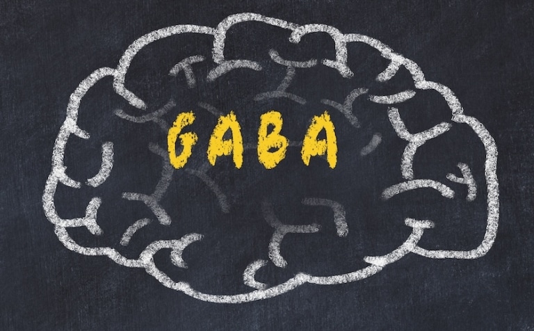 GABA: The Brain’s Calming Messenger - Ask The Scientists