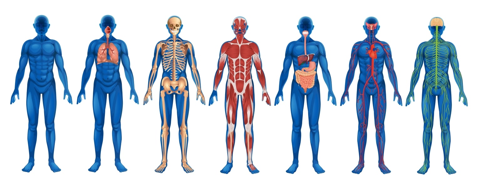 The Human Organism: Breaking Down Your Body’s Structure - Ask The ...